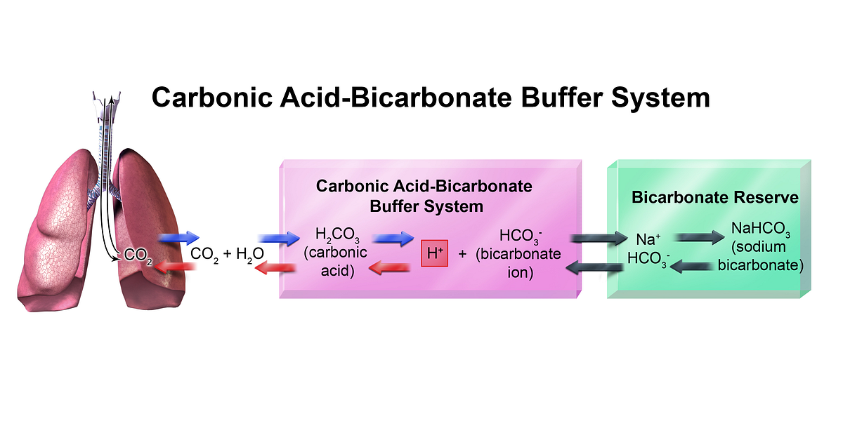 The Acid-Alkaline Harmony: Insights into pH Homeostasis and Health | by Uchisda Ratheesh | Jan ...