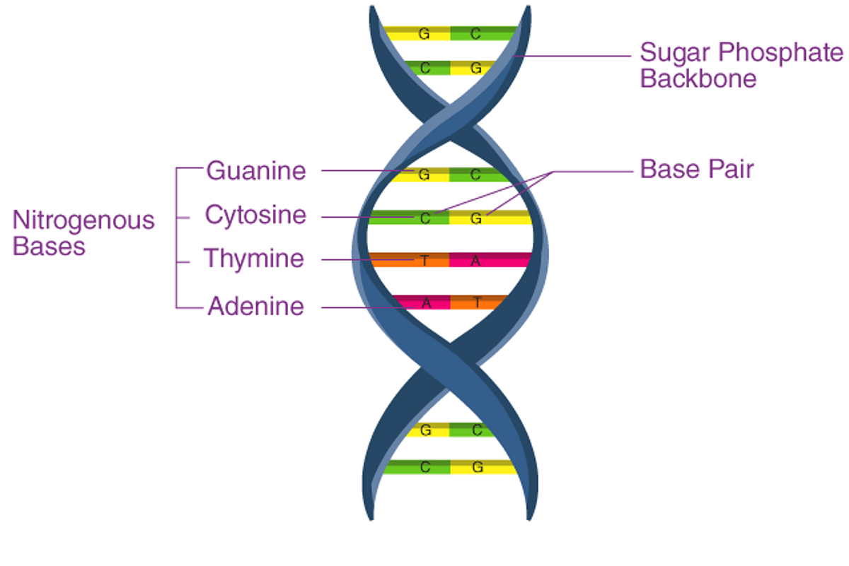 DNA as a Perfect Quantum Computer Based on Quantum Physics Principles ...