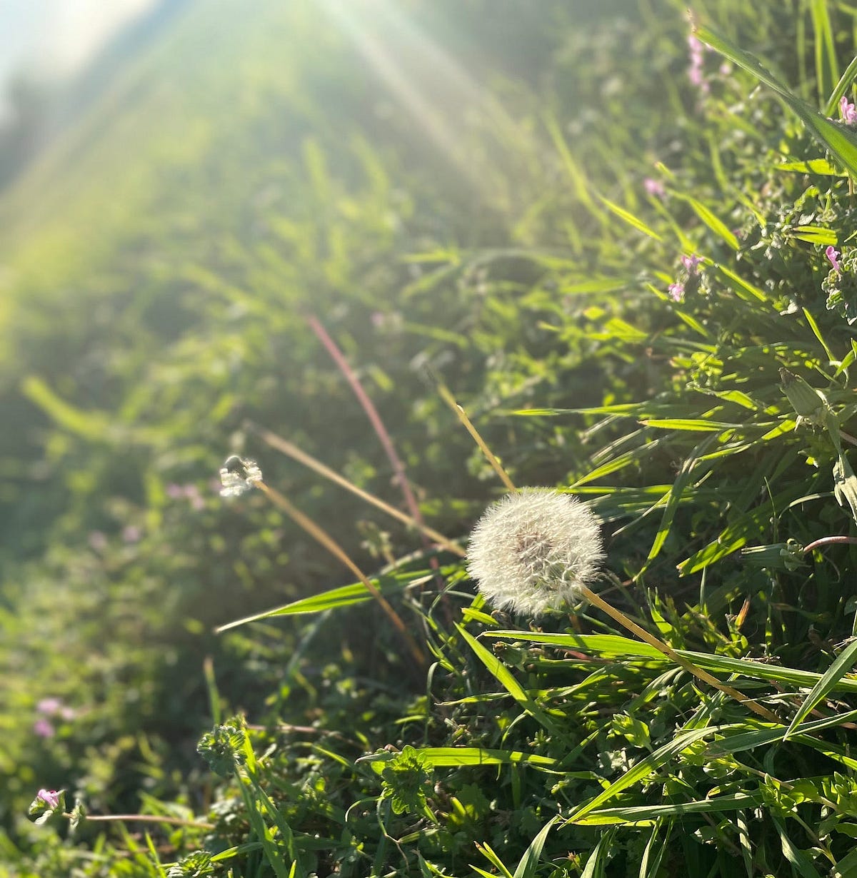 In the sanctuary of my Garden. Spring Essay Writing Contest Response ...