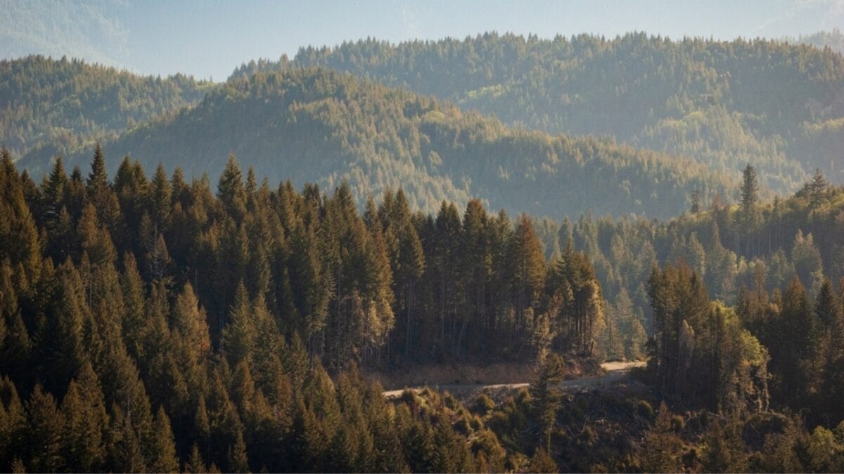 14 States Where Mountain Lions Prowl | by Davin Eberhardt | Medium