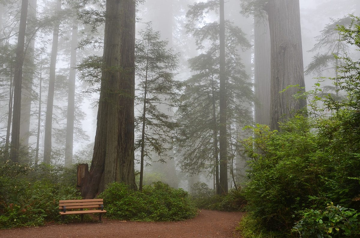 Tracking the Evolution of Oracle Redwood: A Comprehensive Overview | by ...
