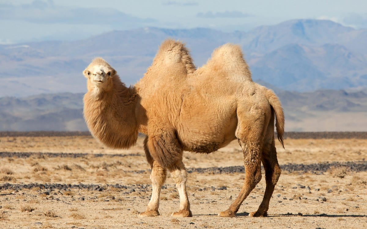 10 Interesting Facts About Camels | by Animal World | Medium