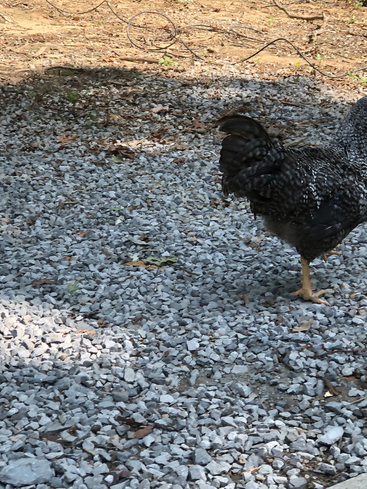 Can You Keep Chickens In Your Backyard Without Alerting Your Neighbors ...