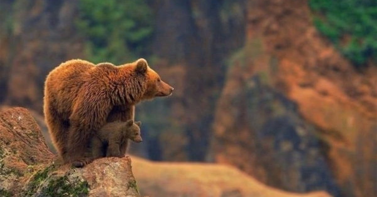 How Climate Change is Affecting Animal Populations Around the World ...