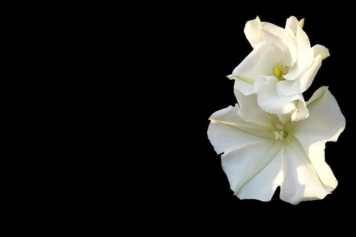 Nighttime Elegance: A Closer Look at Calonyction aculeatum Flowers | by ...