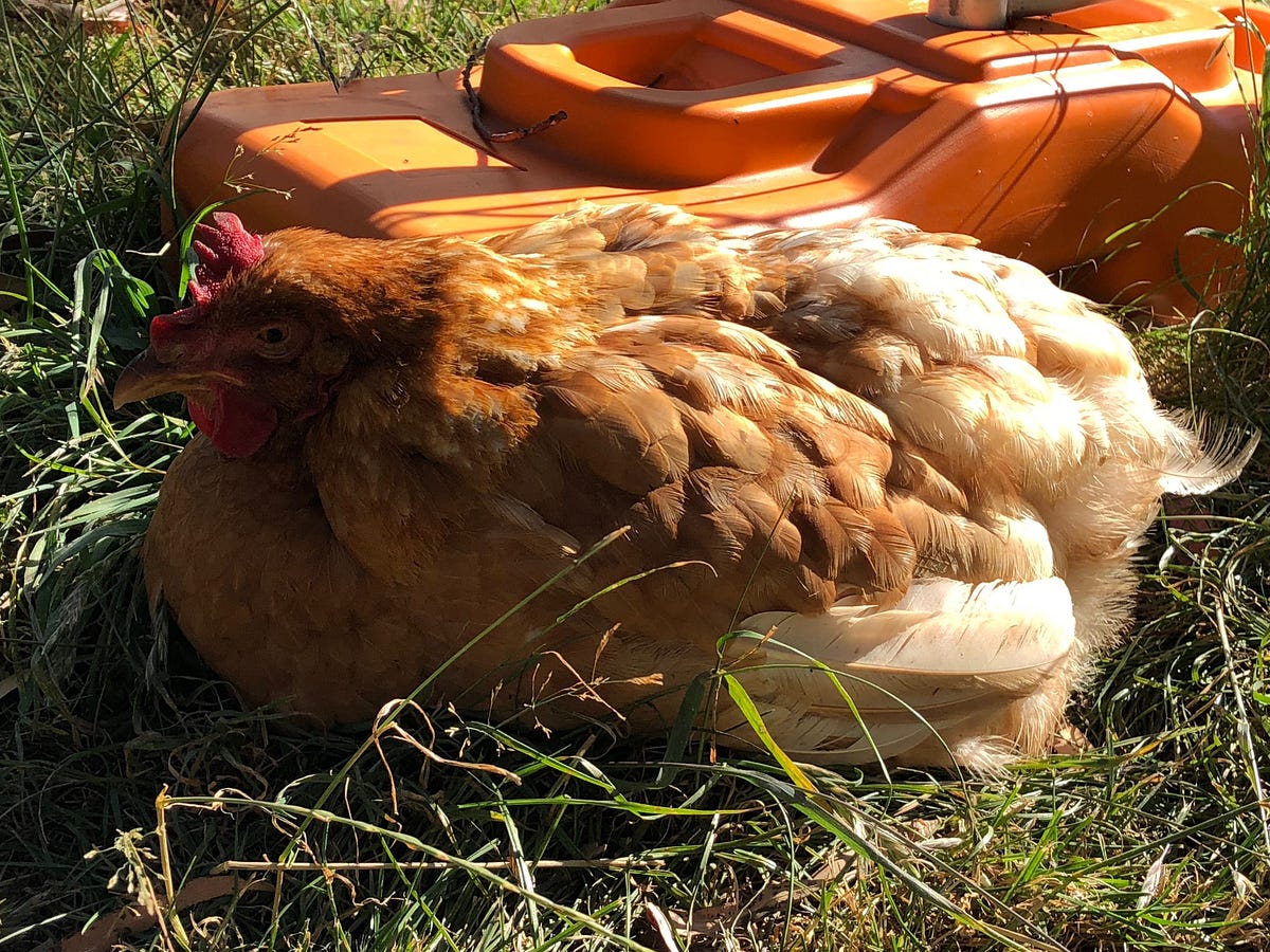 Chilli Chicken… the chook who taught me spunk | by Nicole Lee | Medium