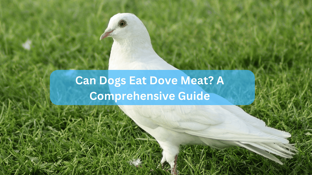 Can Dogs Eat Dove Meat? A Comprehensive Guide | by Kartikey dwivedi ...