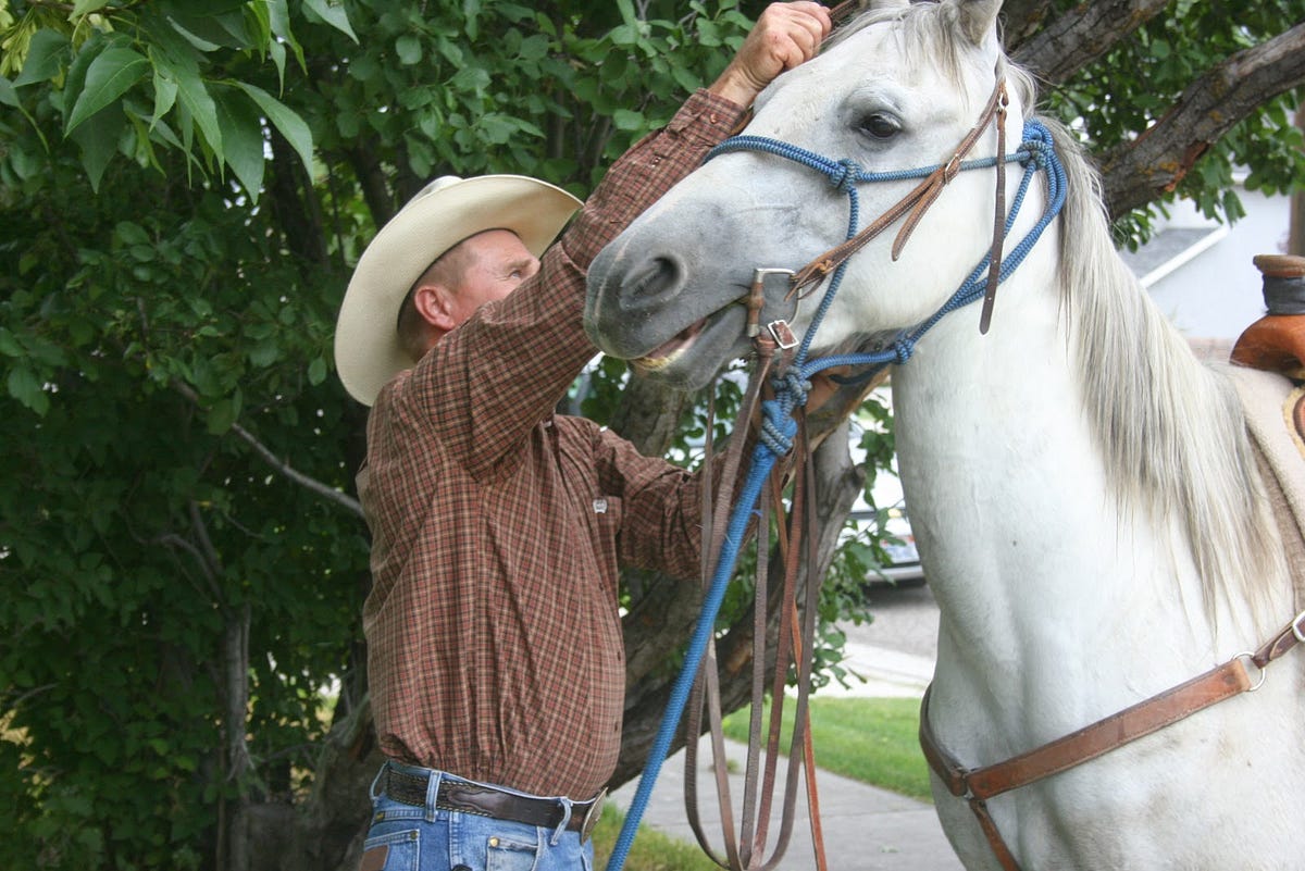 You Can Lead a Horse to Water. I hadn’t wanted to go, but it was my ...