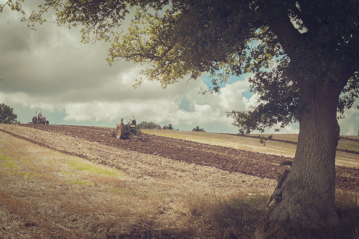 Farmyard Elegance: How Farmland Artwork Transforms Spaces Opening Our ...