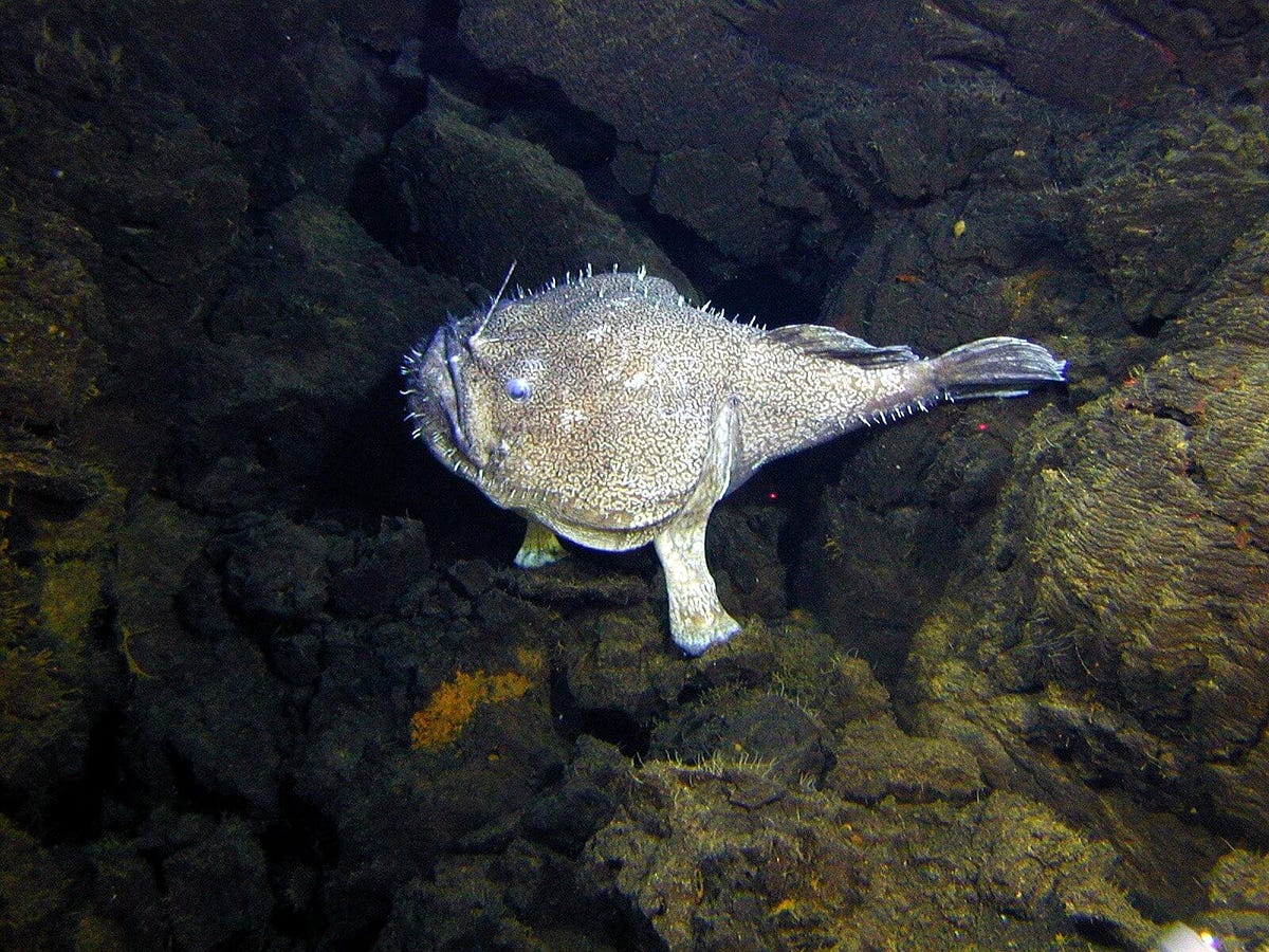 How TF Do Anglerfish Fuse Together When They Mate | by Top Boss | Medium