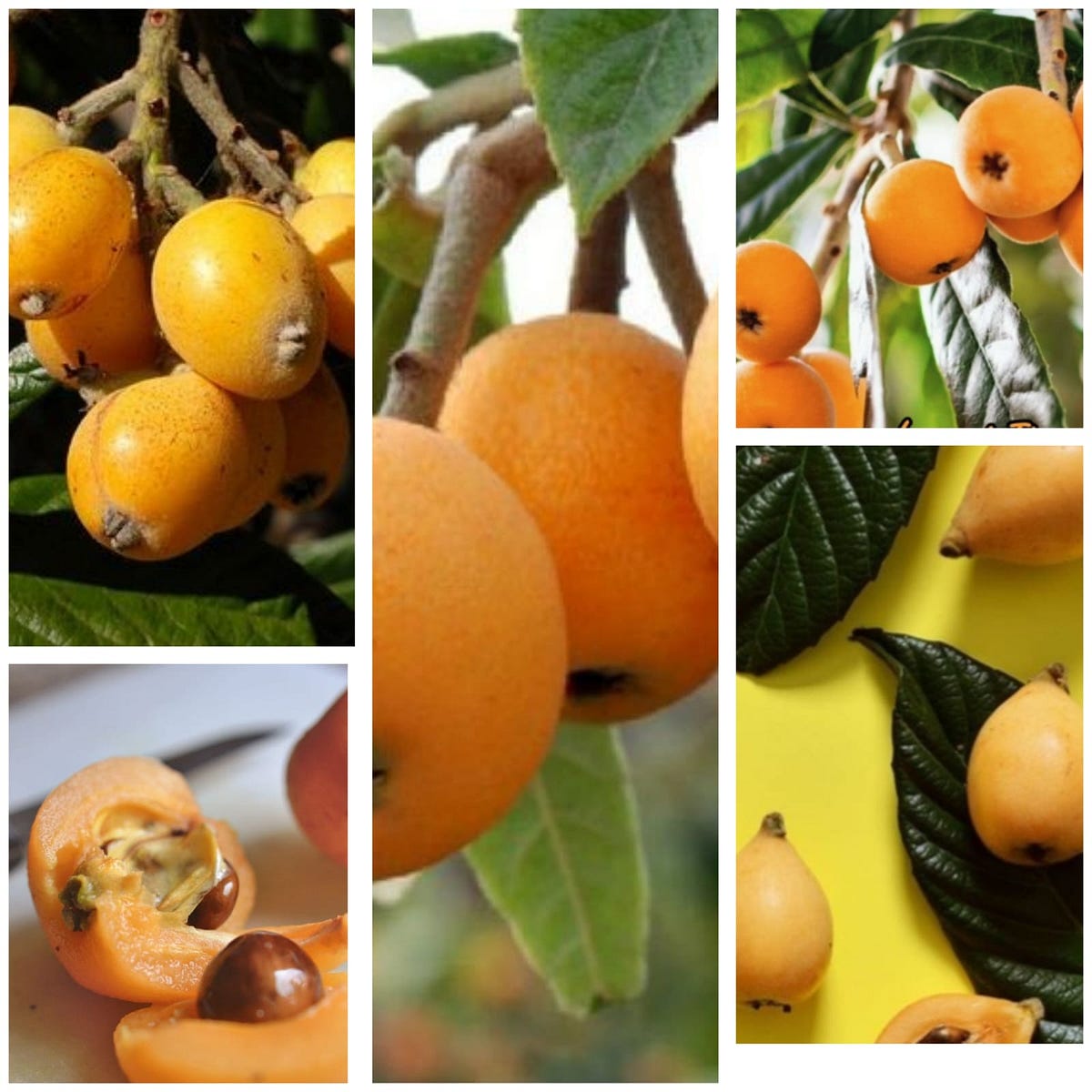 Healthy Benefits Of Loquat - Muhammadtalal - Medium