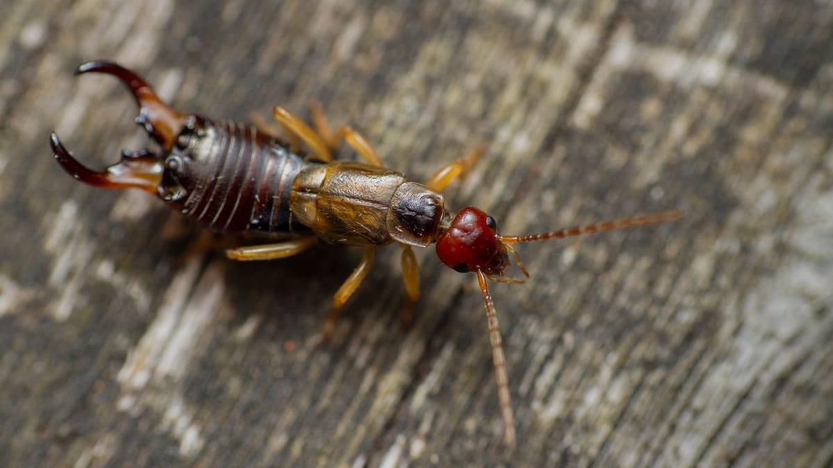 Common Michigan Earwigs: Field Guide to 3 Species | by Animal of Things ...