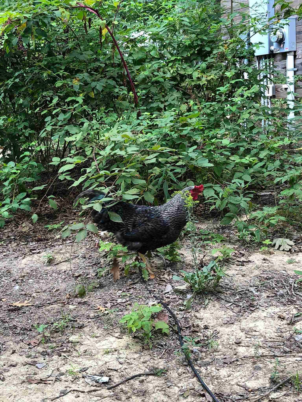 What Is a Sultan Chicken? - Backyard Chicken News - Medium