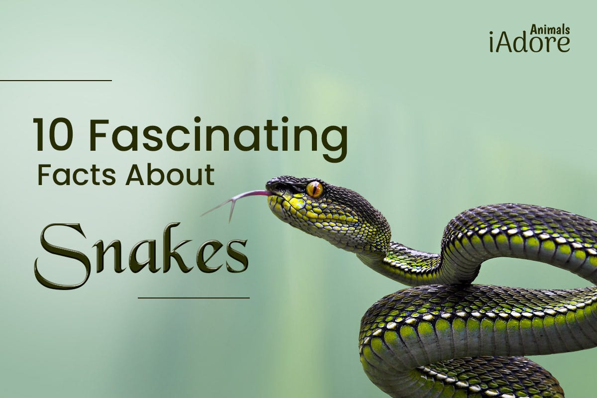 10 Fascinating Facts about Snakes | by iAdoreAnimals | Jun, 2024 | Medium