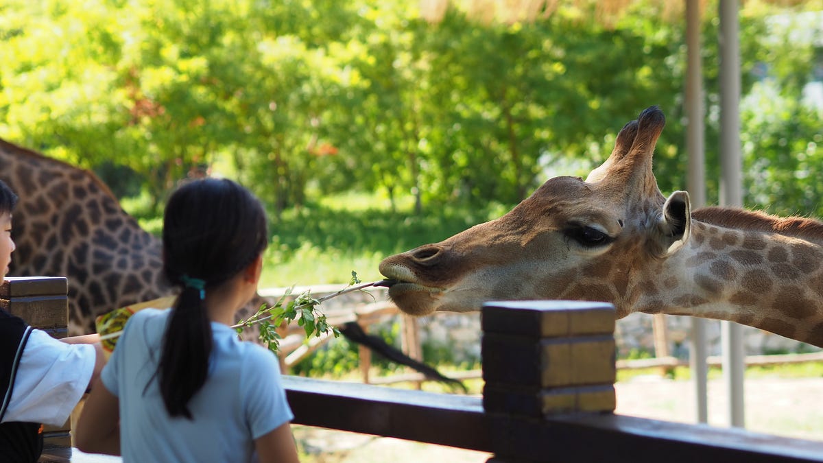 Episode 11: La Visite au Zoo: A French — German dual language story ...