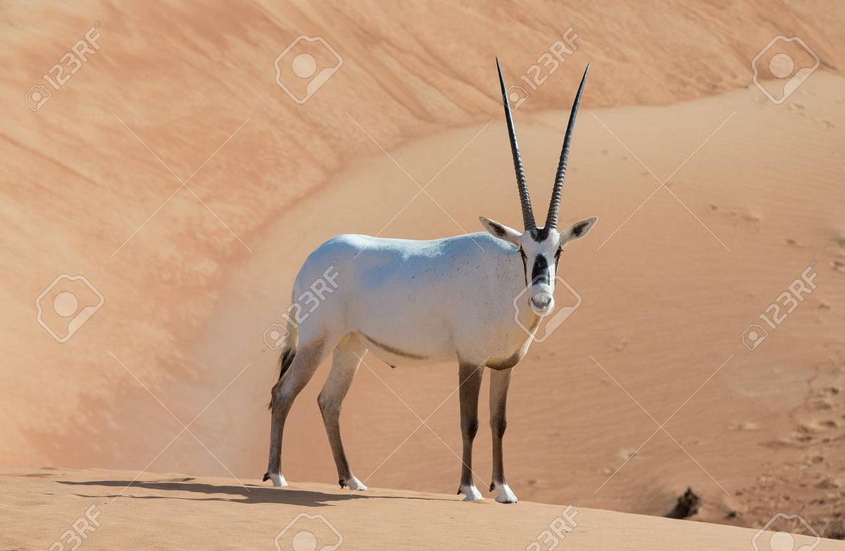 HOW LIVING THINGS SURVIVE IN DESERTS IN UAE | by Juzer Haidermota | Medium