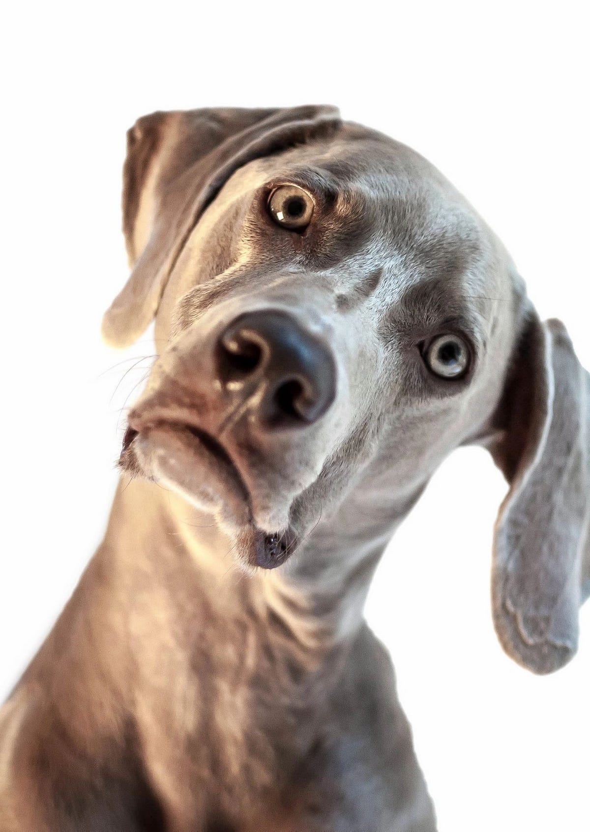 WHAT DO BOOBS & BRAS HAVE TO DO WITH DIVERSITY? | by Martha Mghendi ...