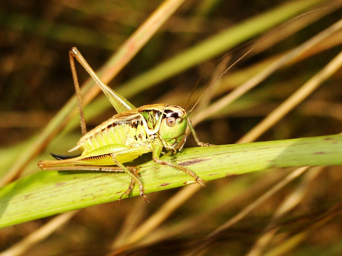 Grasshopper - The Storyteller’s Vault - Medium