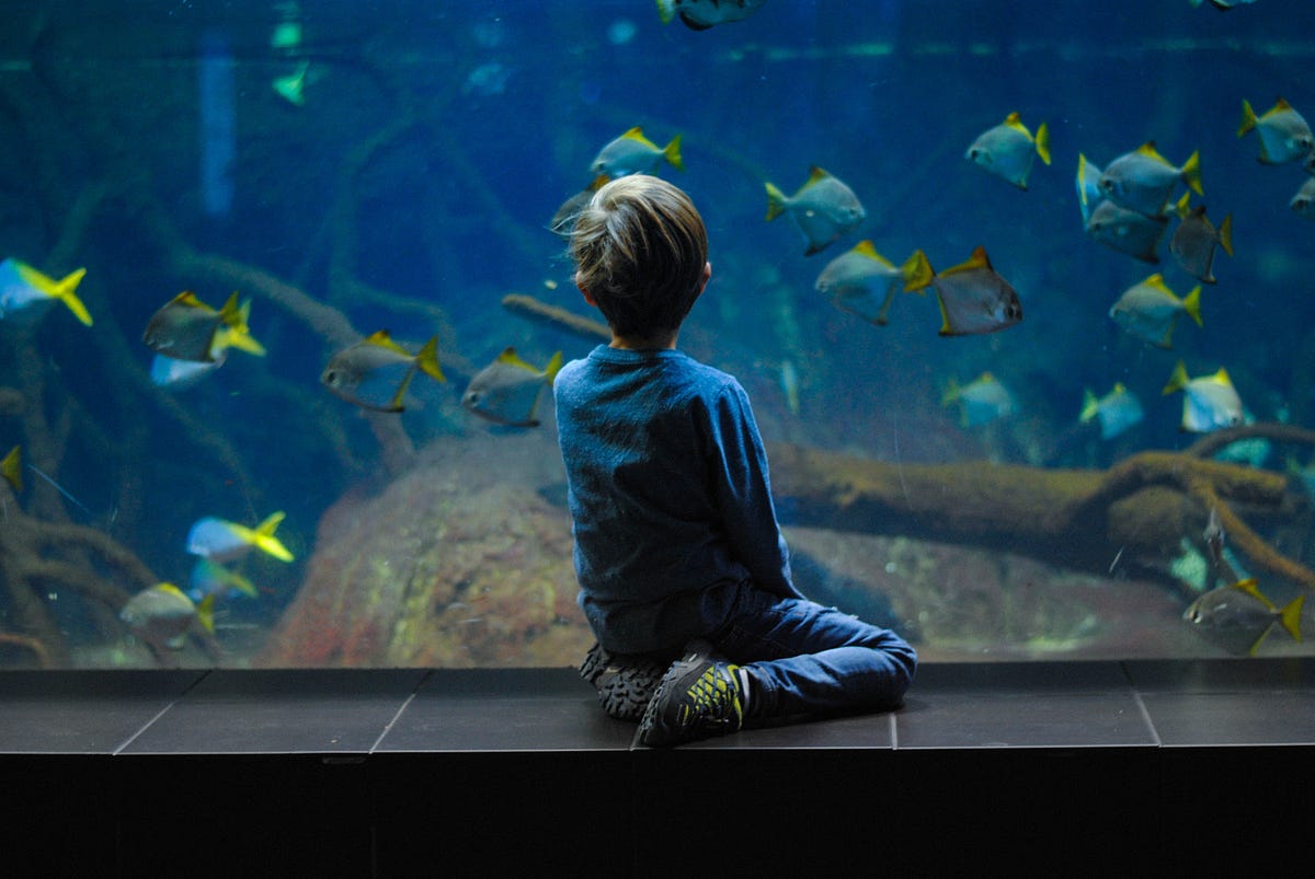 The Metamorphosis of a Little Boy — Part 1 | by Manish Ramamohan | Aug ...