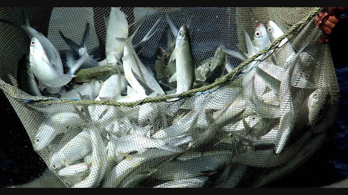 Several requirements for the cultivation of conventional fish ...