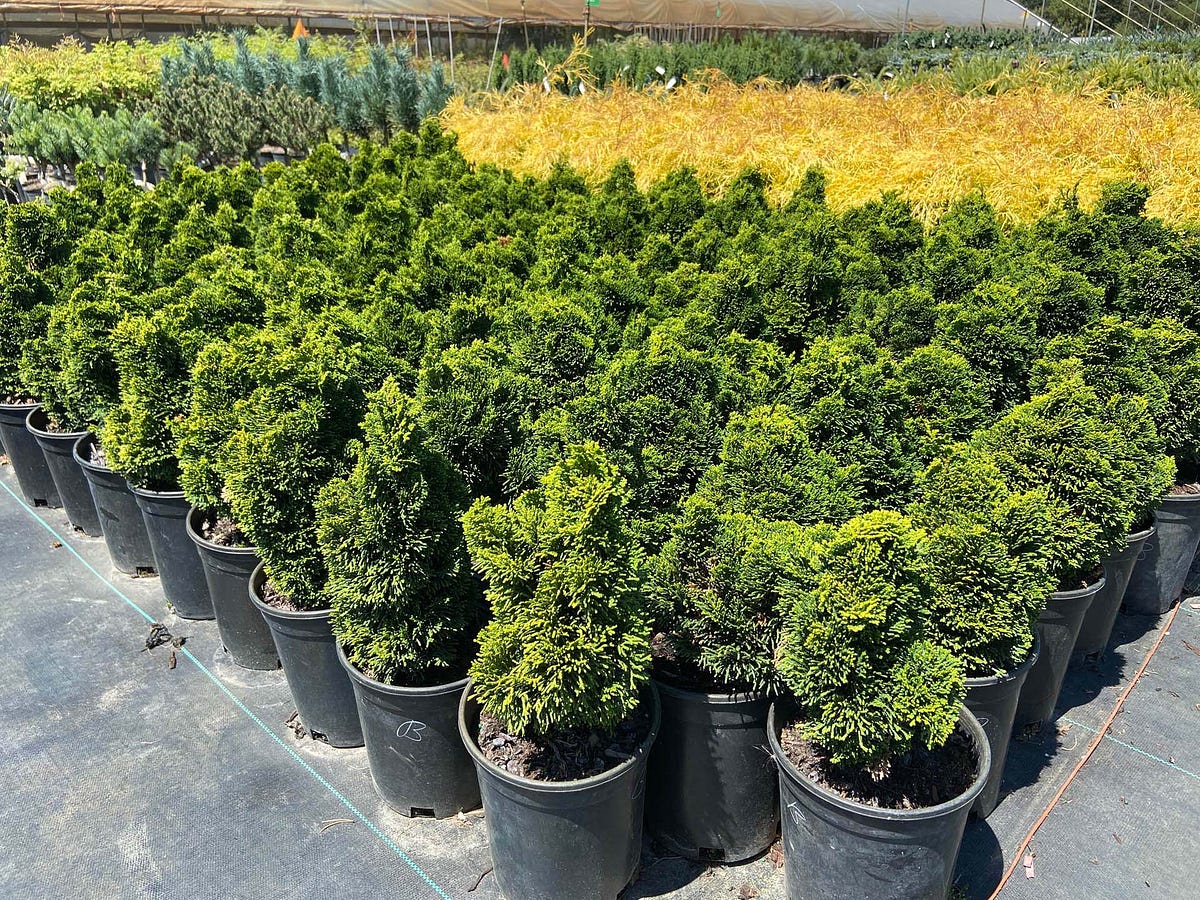 How big does a hinoki cypress get? | by Conifer Kingdom | Medium