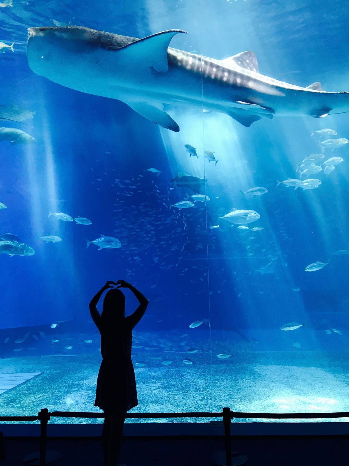 Aquarium: A container where collections of water animals or plants are ...