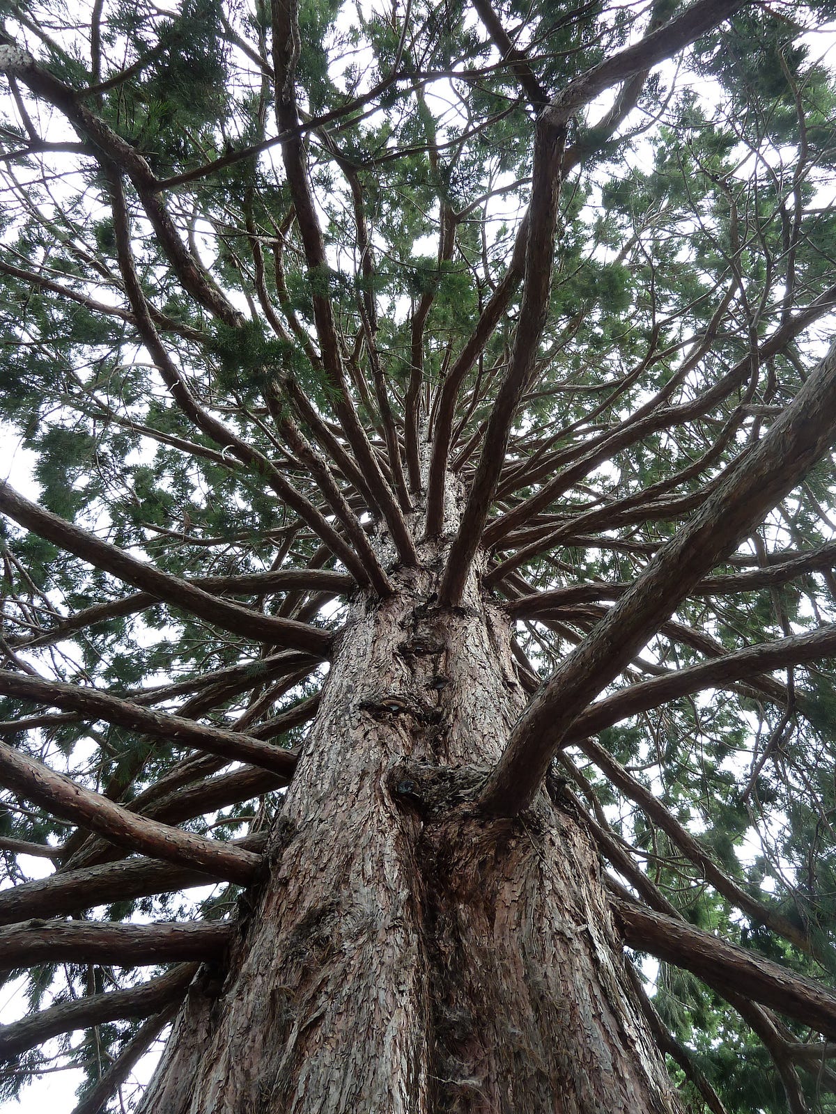 The Weeping Tree. A safe space to feel the feelings | by Ann Litts ...