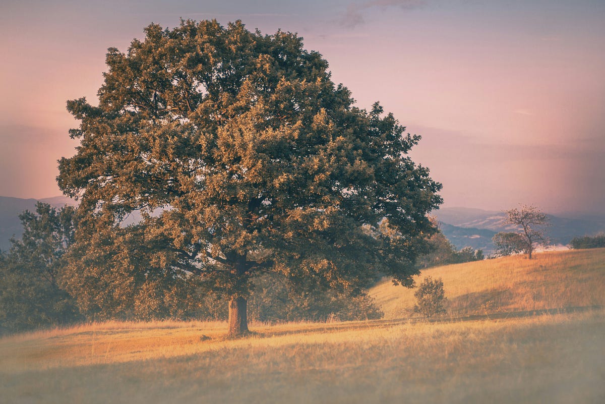 Burnt Oak. Fire in the streets | by Sapir Nahari | Bouncin’ and Behavin’ Poems | Nov, 2023 | Medium