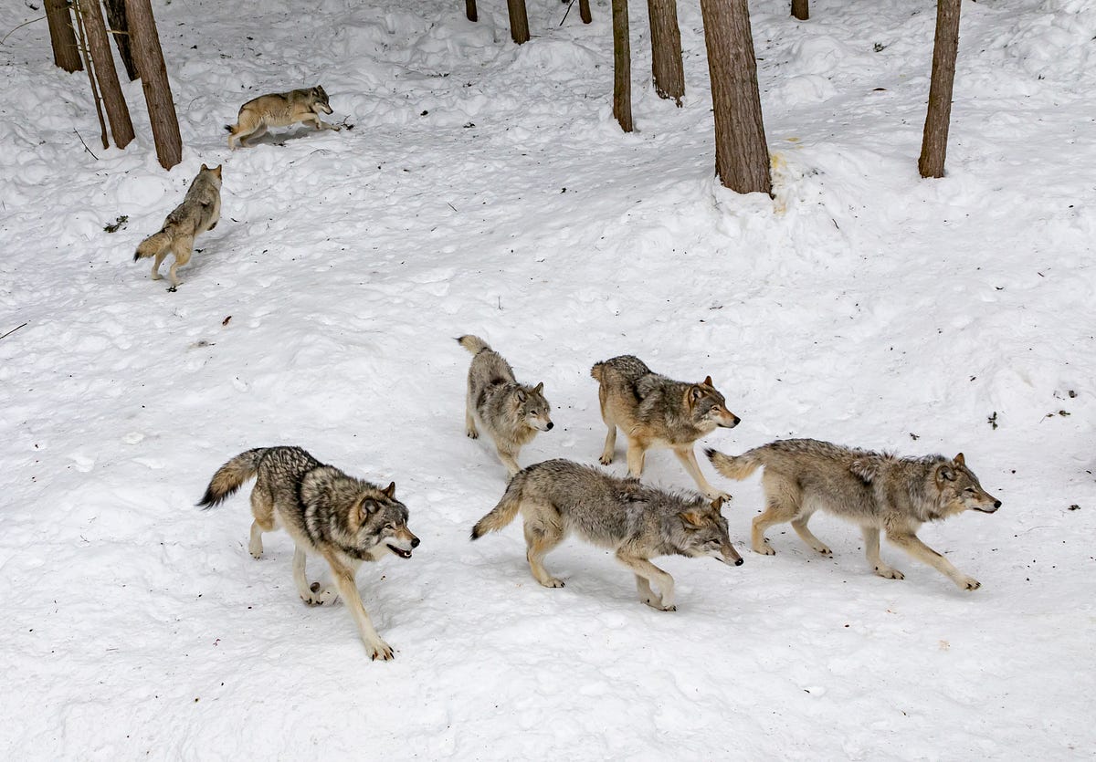 The Loyalty of the Wolf Pack — The Strength of Friendship and Teamwork ...