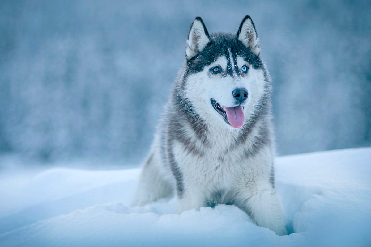 Siberian Husky Dog Breed Information, Classification, Picture | by ...