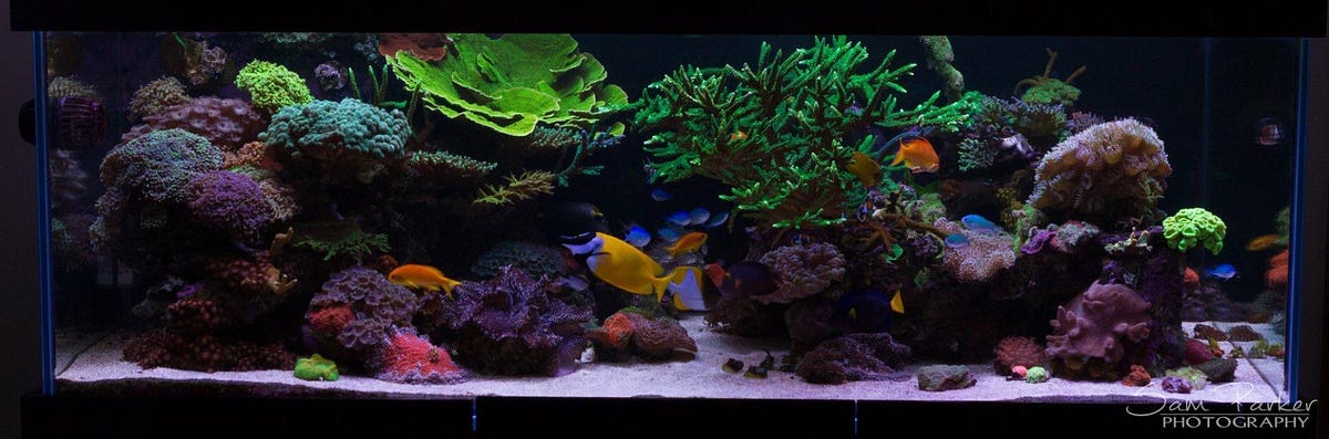 Motivating Your Dev Team With Real-Time Feedback…And A Fish Tank | by ...