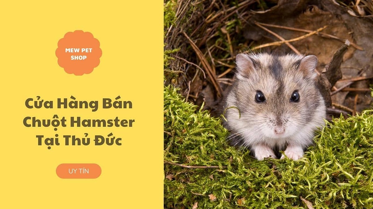 Shop Chuột Hamster Thủ Đức — Mua Chuột Hamster Ở Đâu Tại Thủ Đức? - MEW - Medium