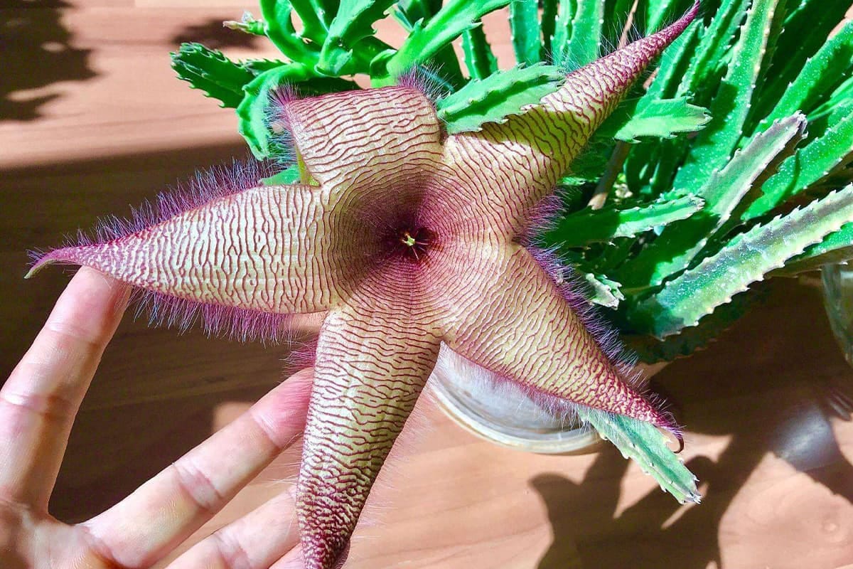 Learn About The Stapelia Gigantea: Basics, Types, Growth & Care，Value ...