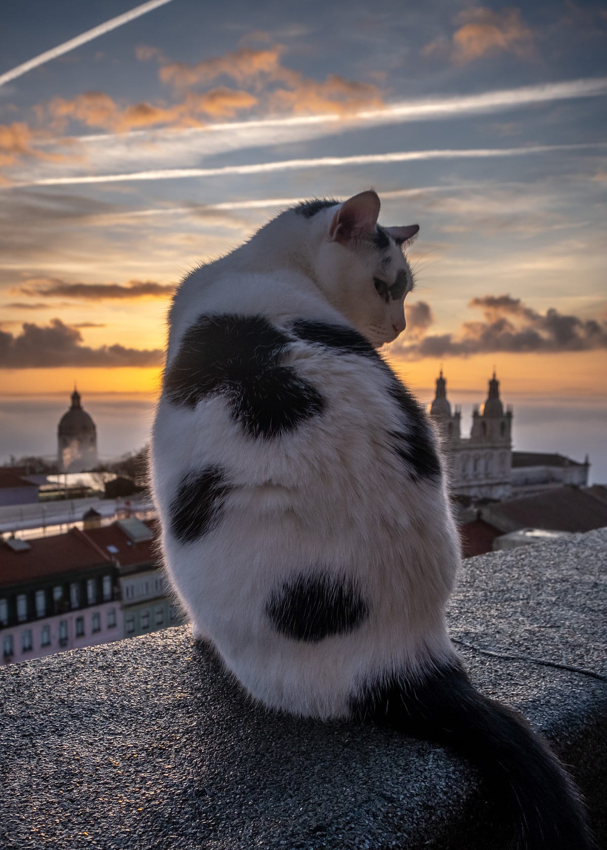 Limericks for My Cats - Elizabeth Gray - Medium