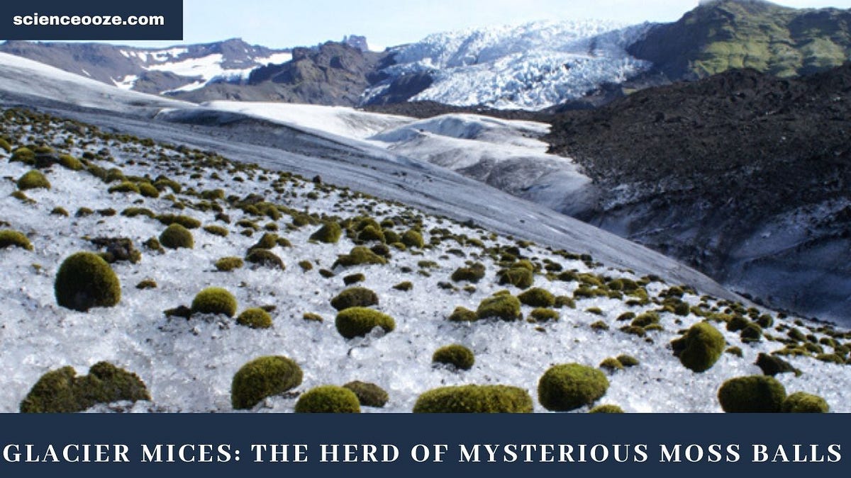 Glacier Mice the Herd of Mysterious Moss Balls | Scienceooze | by ...
