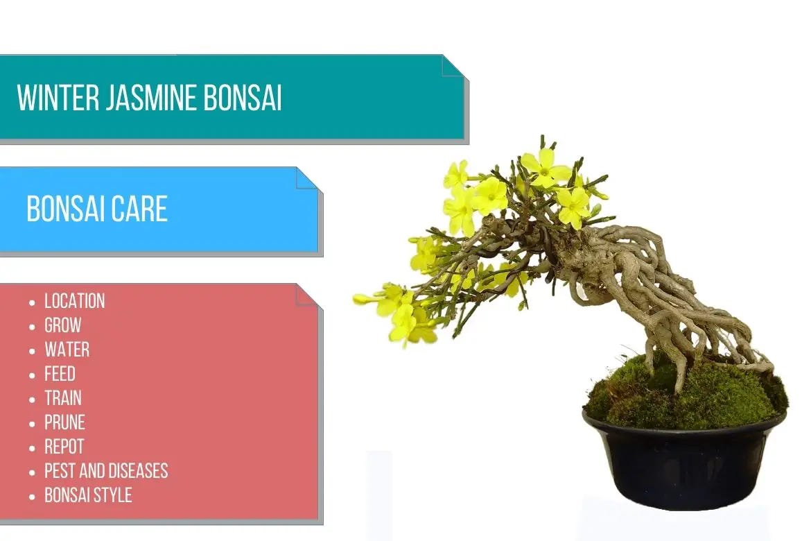 Winter jasmine bonsai care | by Bhupinder Singh | Medium