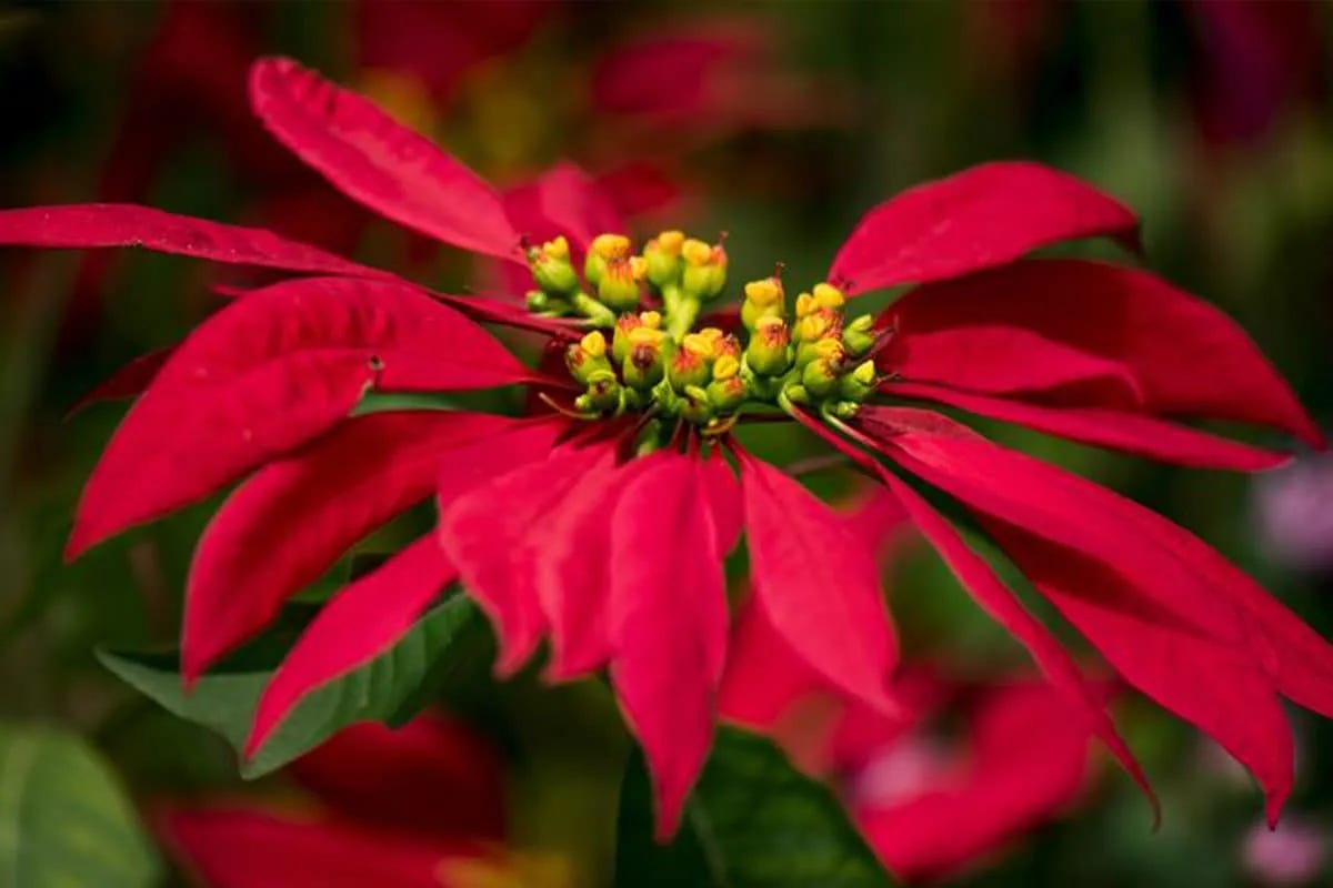 Learn About The Euphorbia Pulcherrima Willd: Basics, Types, Growth ...