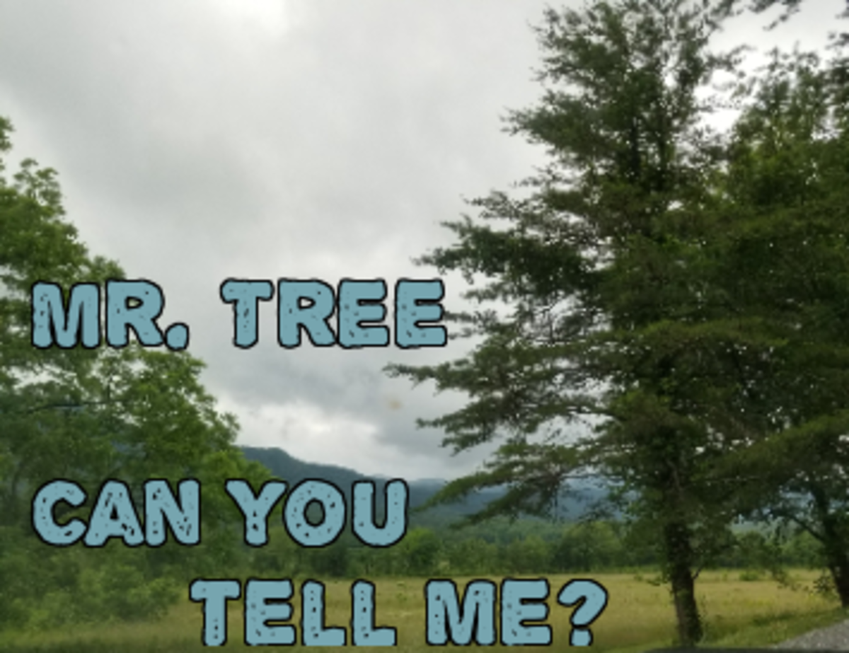 Mr. Tree. Questions I’d like to ask a tree. | by Brenda Arledge | Never ...