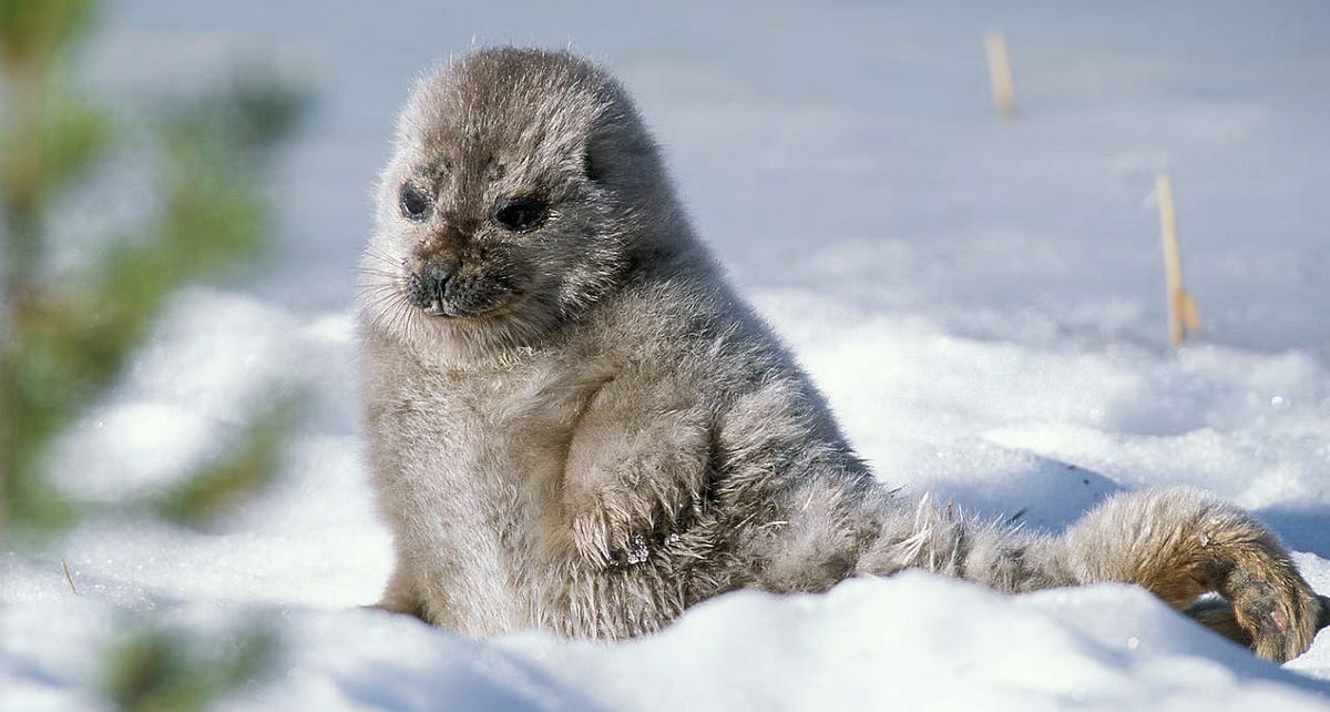 Why You Are A Saimaa Ringed Seal. Just a cute, chubby little thing that ...
