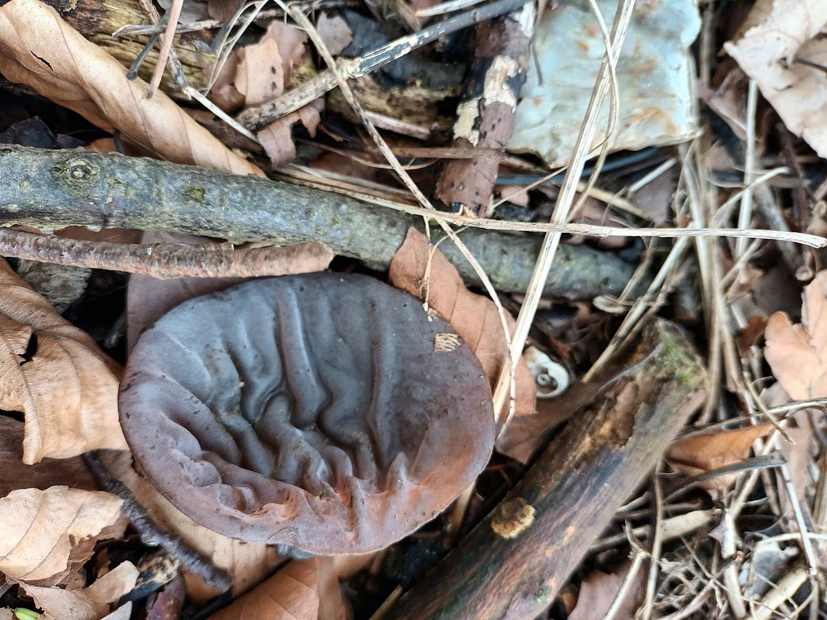 Wood ear mushroom and … Judas. Found on the bark of elder trees, the ...