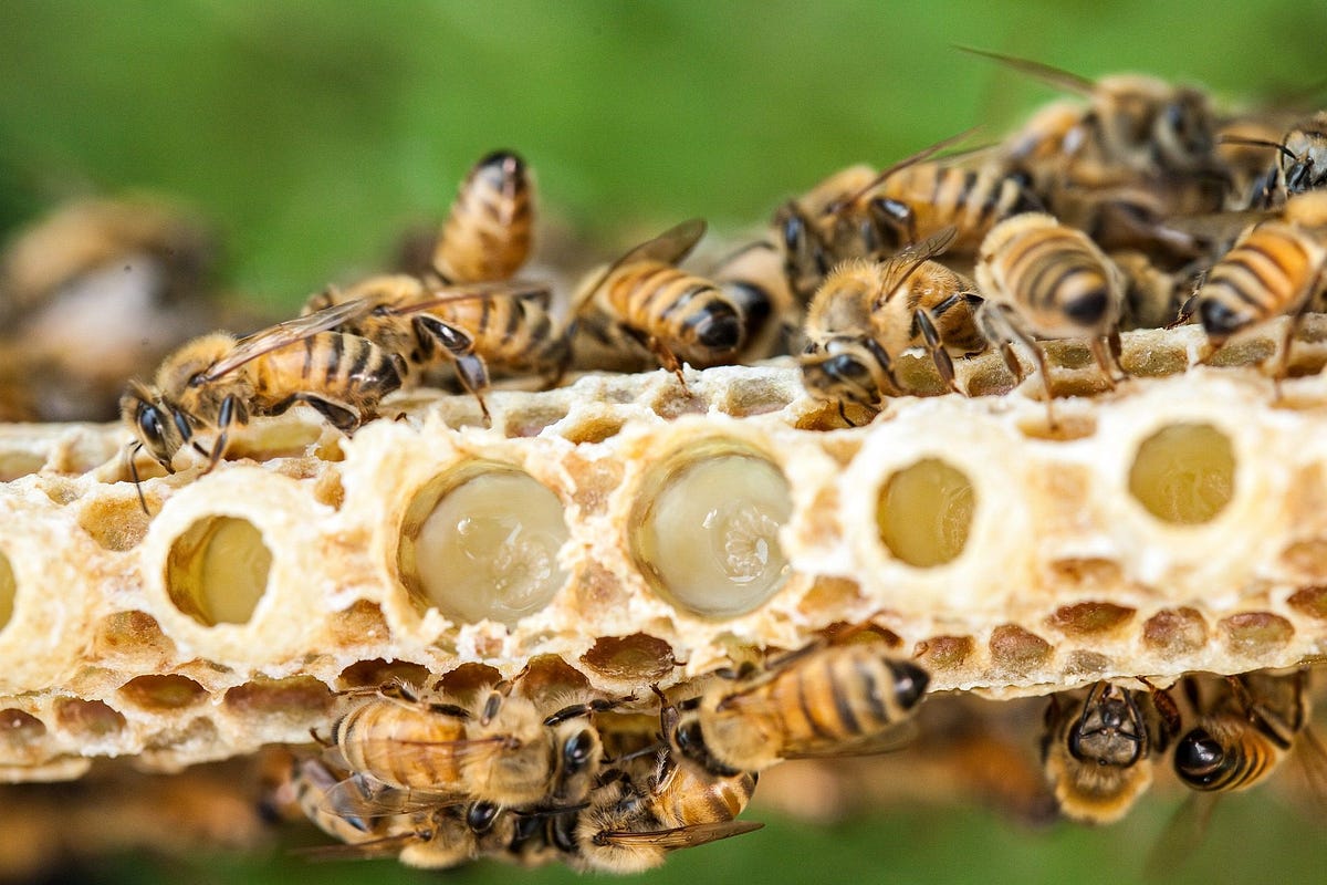 One Spoonful of This Bee “Superfood” Can Transform Your Entire Life ...