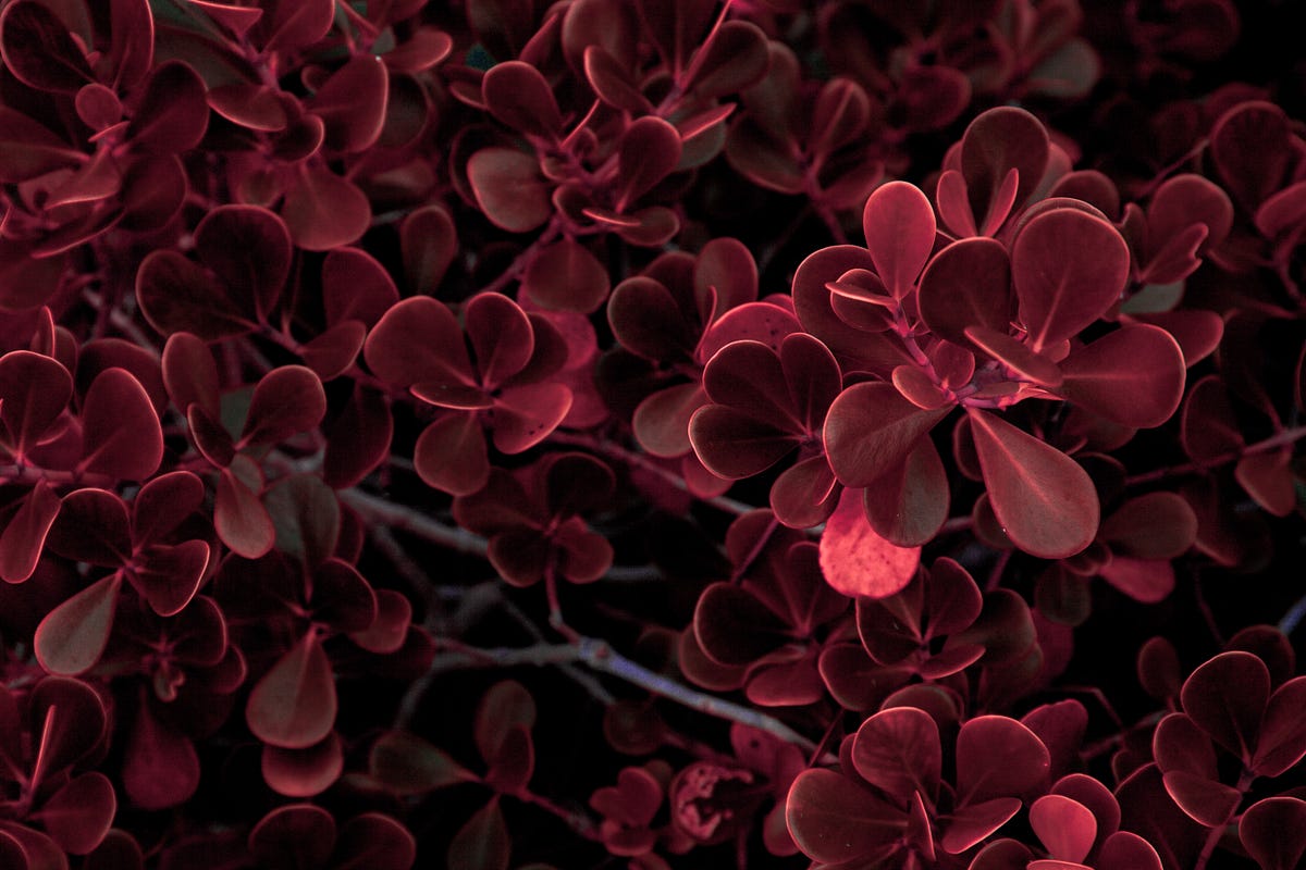 I Am Maroon - Know Thyself, Heal Thyself - Medium