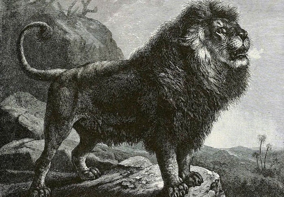 Barbary Lions: A Natural History. A subspecies of lion that has ...