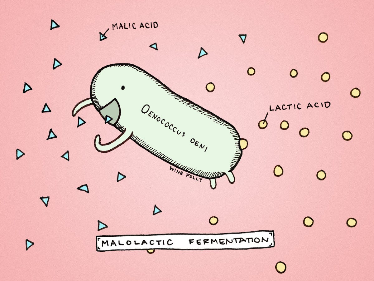 What is Malolactic Fermentation? The Buttery Taste in Wine | by KS ...