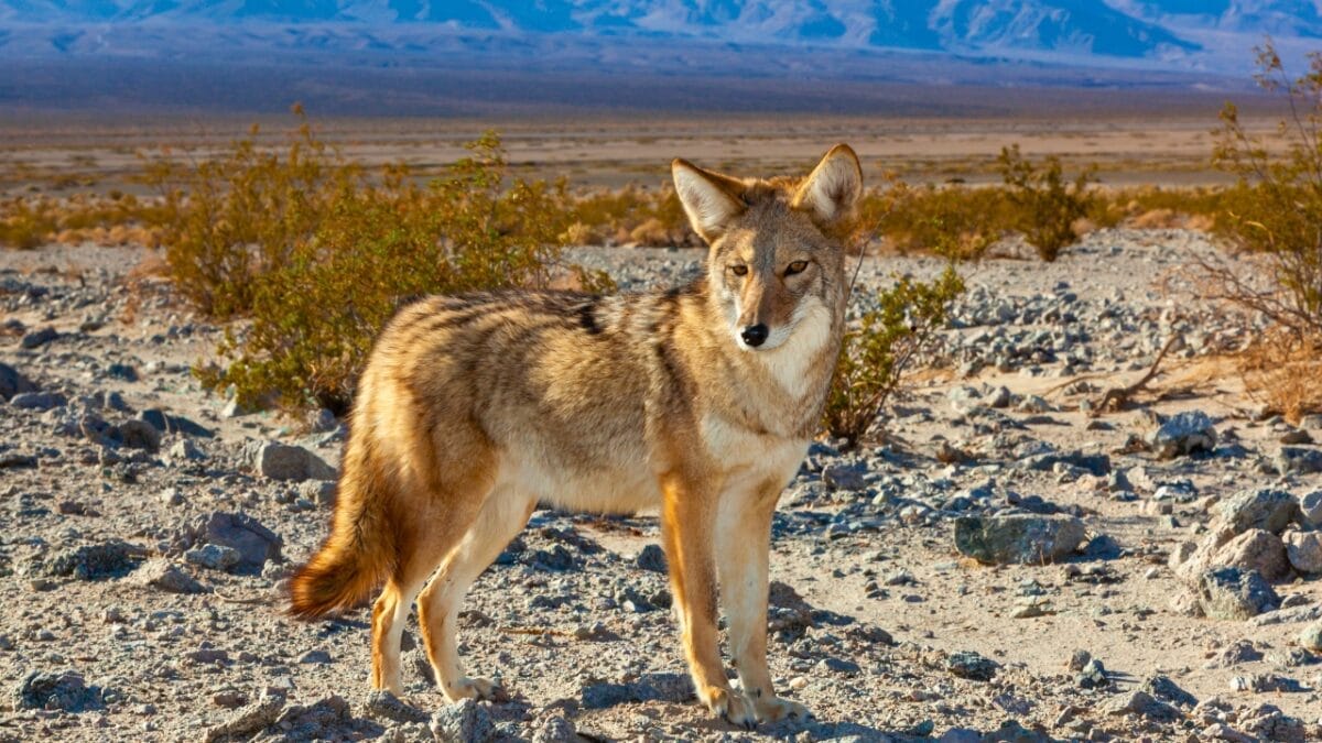 20 States Where Coyotes Are Thriving: Sightings Increasing | by Davin ...