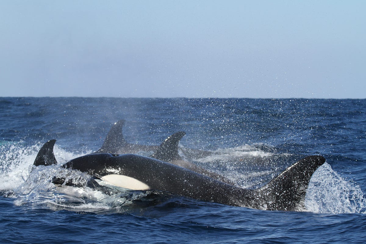 Orcas, Lost Submarines and Laughter at the End of the World | by Jude ...