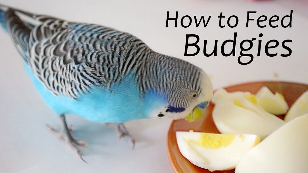 What Do Budgies Eat? A Complete Diet Guide for Budgies | Medium