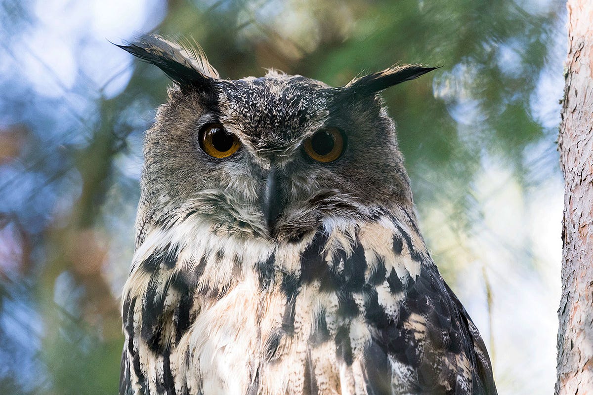10 Interesting Facts About Owls. Owls are fascinating creatures that ...