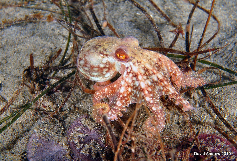 David Andrew: Red Octopus at La Jolla Shores | by Michael Bear ...