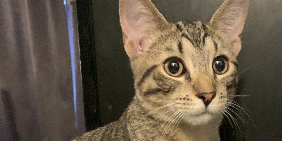 Heart of a Cat V. A trip to the game warden | by Mary Morton | Catness ...